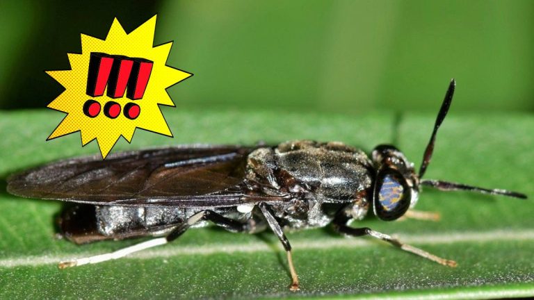 Cea mai mare fermă de insecte se construiește în Austria